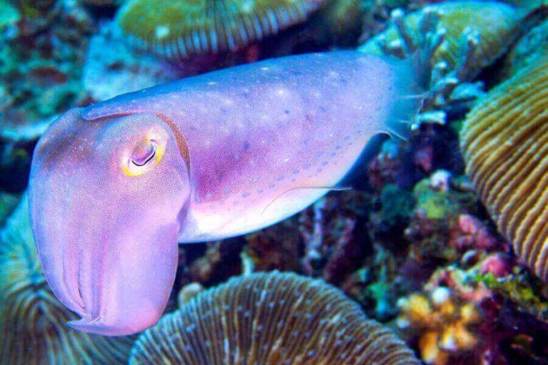 Cuttlefish Vs. Squid: 5 Differences & 5 Similarities | Misfit Animals