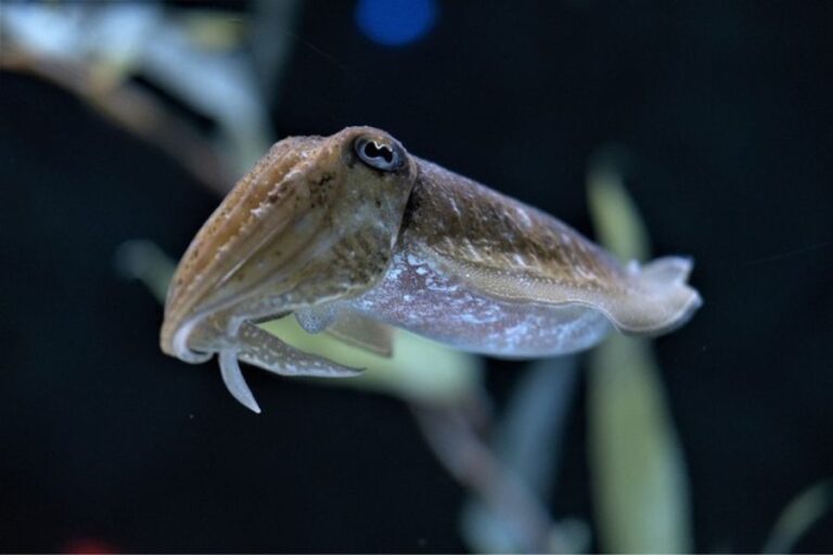 Cuttlefish Vs. Squid: 5 Differences & 5 Similarities | Misfit Animals