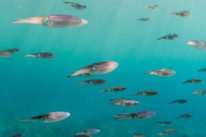 Cuttlefish Vs. Squid: 5 Differences & 5 Similarities | Misfit Animals