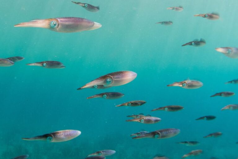 Cuttlefish Vs. Squid: 5 Differences & 5 Similarities | Misfit Animals