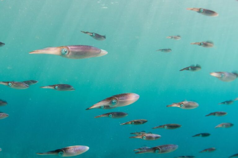 Octopus Vs. Squid (Key Similarities And Differences)