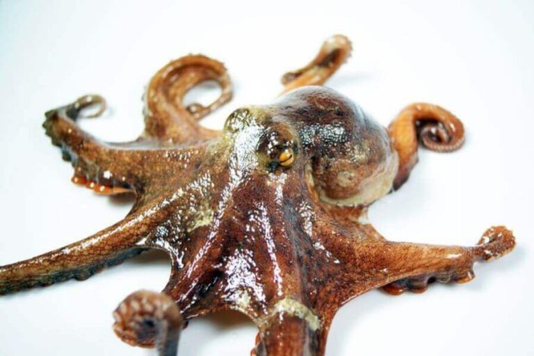 Octopus Vs. Squid (Key Similarities And Differences)