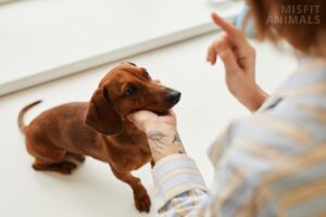 Do Dogs Understand English? How To Teach Your Dog Words