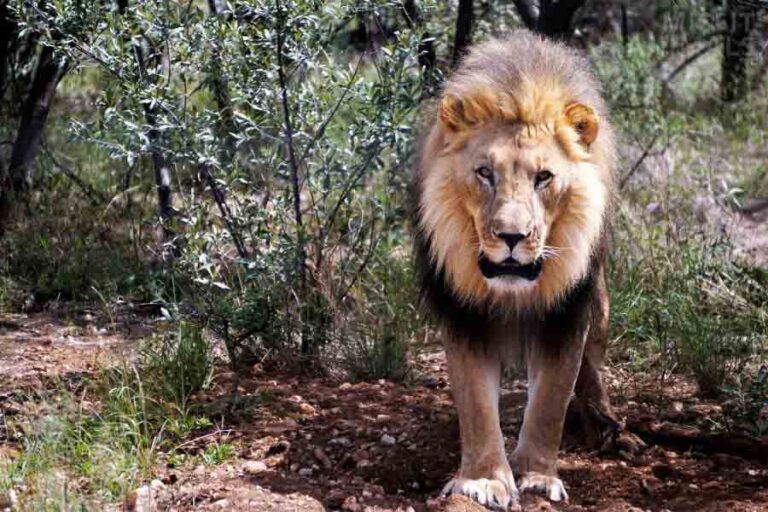 Melanistic Lion: Do Black Lions Exist? | Misfit Animals