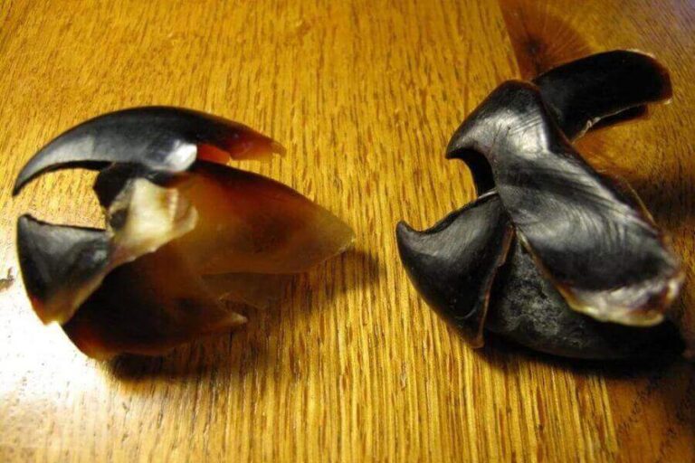 Do Octopuses Have Teeth? What You Need To Know | Misfit Animals