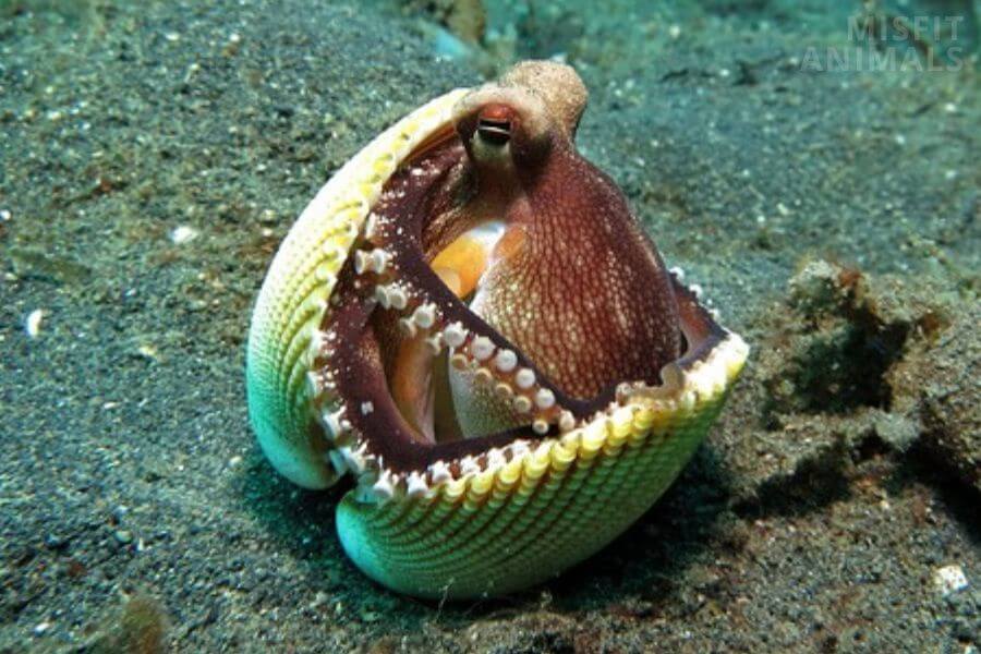 Do Octopuses Have Bones The Internal Structure Of Octopuses Do Octopuses Have Bones The Internal Structure Of Octopuses