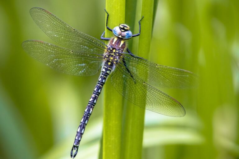 Top 9 Common Aquatic Insects (Facts & Pictures) | Misfit Animals