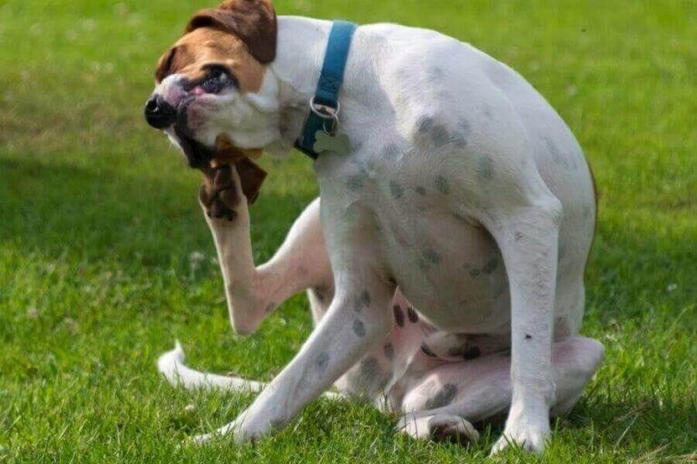 My Dog Has An Itchy Face: 4 Reasons Why & What To Do | Misfit Animals