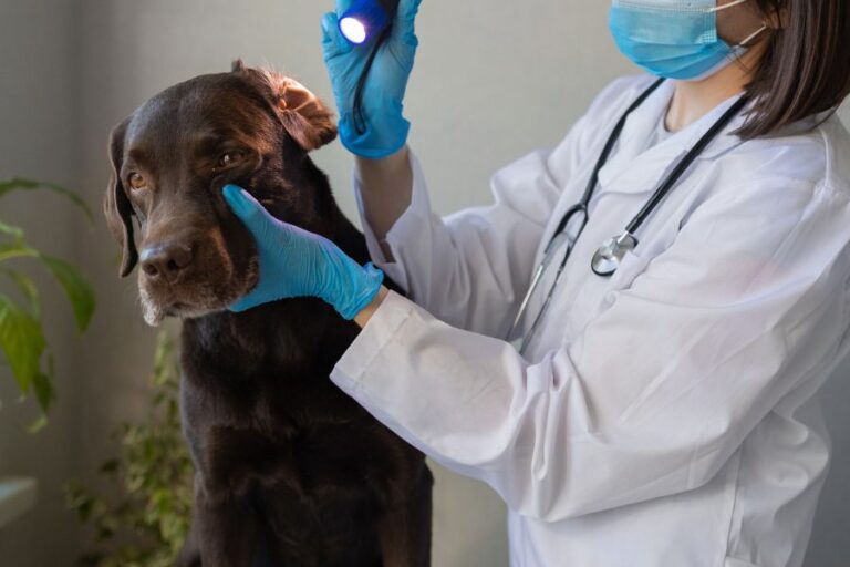 Why Does My Dog Have Itchy Ears? 7 Reasons Why It Happens | Misfit Animals