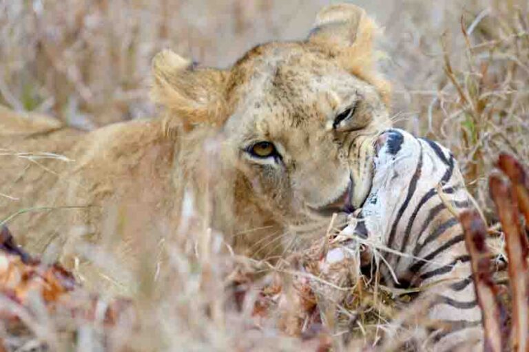 Lion Tongue Facts: How Coarse Is It? | Misfit Animals