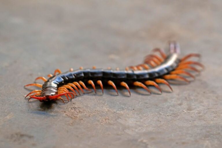 Top 7 Most Dangerous Australian Insects | Misfit Animals