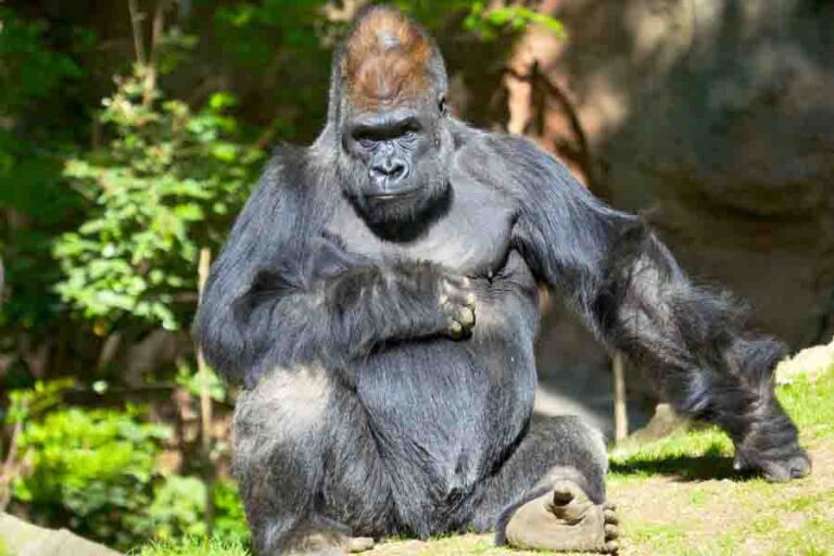 Top 12 Strongest Animals In The World | Misfit Animals