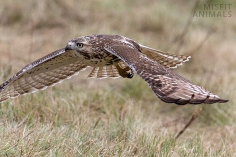 11 Types Of Hawks In Michigan & Where To Find Them