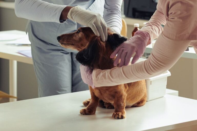 Chronic Cough In Dogs: Everything You Need To Know | Misfit Animals