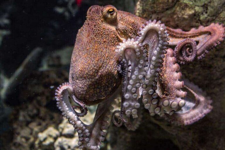 How Many Brains Does An Octopus Have? (And Why 9?)