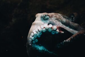 Octopus Beak: The Mouth Of Octopuses | Misfit Animals