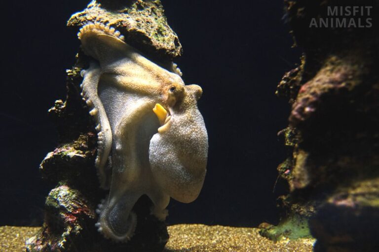 How Many Hearts Does An Octopus Have How It Works How Many Hearts Does An Octopus Have How It Works