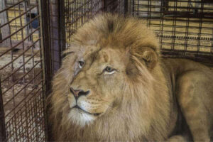 Can You Keep A Pet Lion & Is It A Good Or Bad Idea? | Misfit Animals