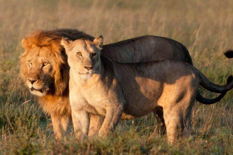 Lion Vs. Lioness: Their Different Roles In The Pride | Misfit Animals