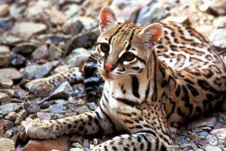 Pet Ocelot: Do Ocelots Make Good Pets? | Misfit Animals