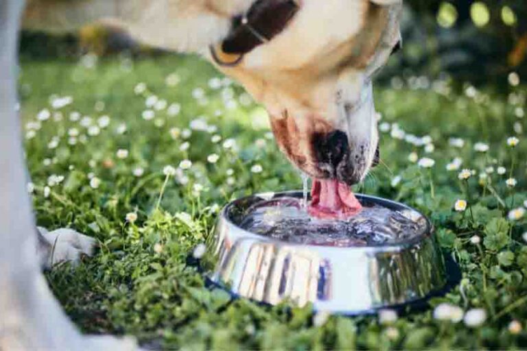Why Is My Dog Smacking Lips? (7 Causes & What To Do) | Misfit Animals
