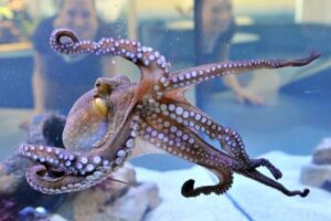 Octopus Lifespan: How Long Do Octopuses Live?