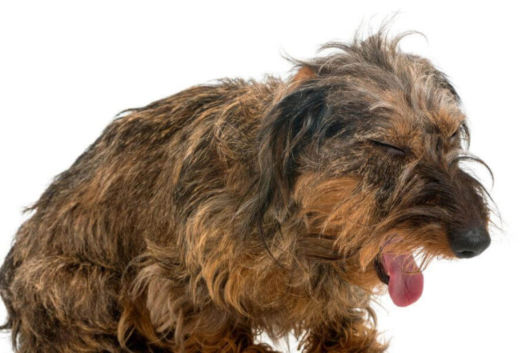 Dog Coughing After Running: 4 Reasons Why It Happens | Misfit Animals