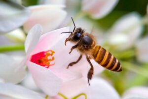 8 Common Desert Insects That Adapted To The Heat