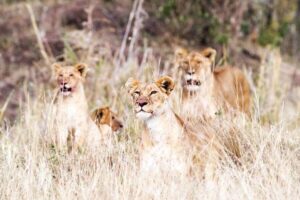 How Smart Are Lions? (Smarter Than Dogs?) | Misfit Animals