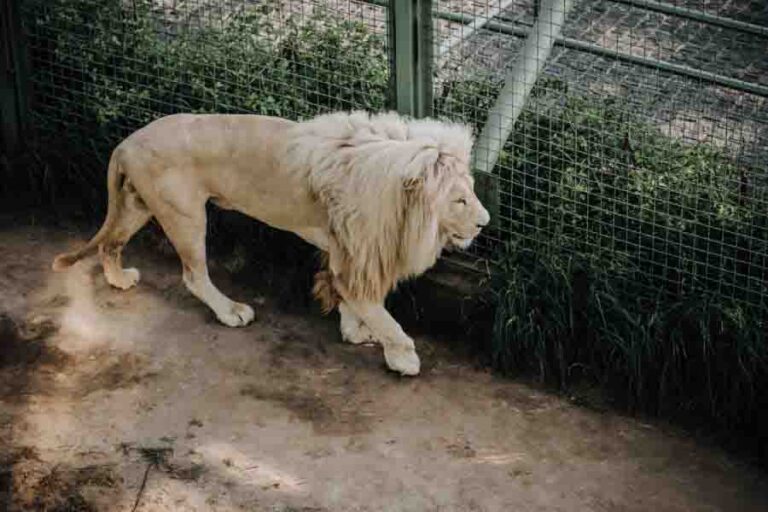 Lion Cost: How Much Is A Lion? | Misfit Animals