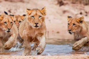 How Strong Are Lions & Are They The Strongest Feline?