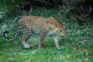 Types Of Lions: The Different Lion Species In The World | Misfit Animals