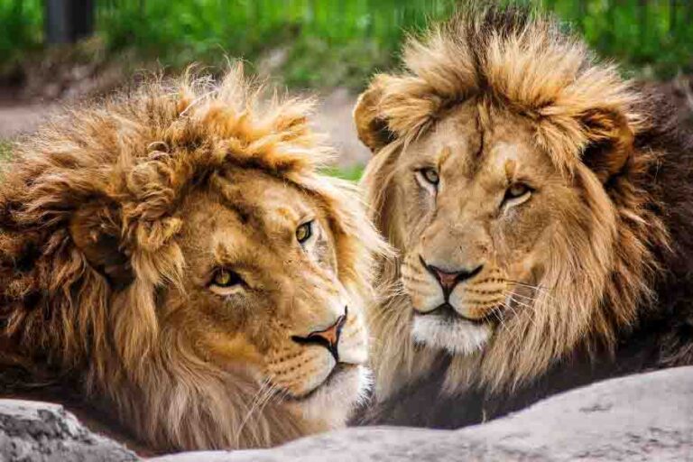 Lion Vs. Bear: Appearance, Behavior & More | Misfit Animals