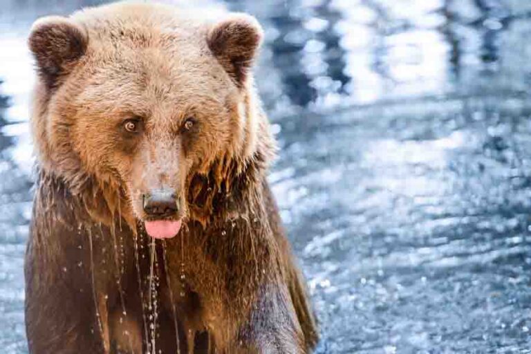 Lion Vs. Bear: Appearance, Behavior & More | Misfit Animals