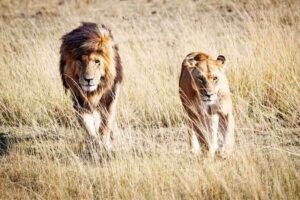 Lion Vs. Lioness: Their Different Roles In The Pride | Misfit Animals
