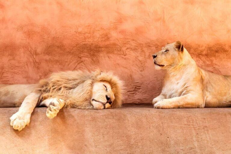 Lion Vs. Lioness: Their Different Roles In The Pride | Misfit Animals