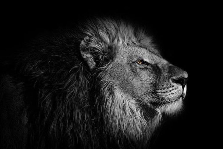 Melanistic Lion: Do Black Lions Exist? | Misfit Animals