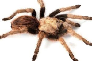 8 Common Desert Insects That Adapted To The Heat