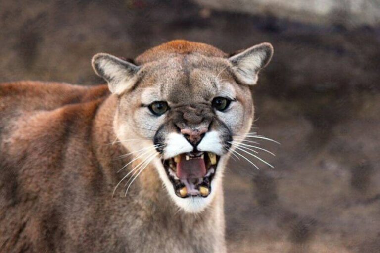 Does Bear Spray Work On Mountain Lions?