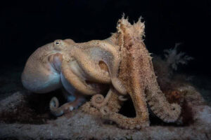 Octopus Reproduction: Why They Die After Mating | Misfit Animals