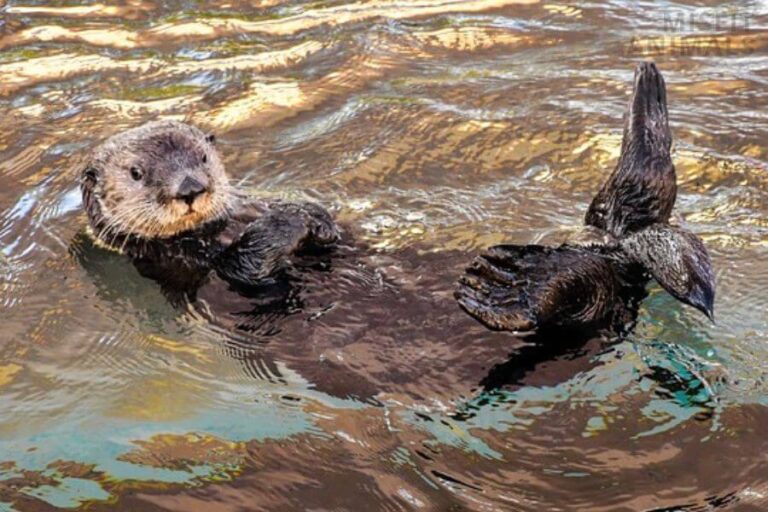 Octopus Predators (The Natural Enemies Of Octopuses)