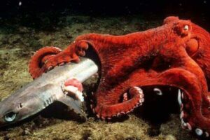 Are Octopuses Venomous? (How Octopus Venom Works)