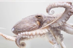 Octopus Lifespan: How Long Do Octopuses Live?