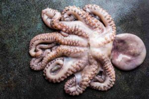 Do Octopuses Have Bones? The Internal Structure Of Octopuses