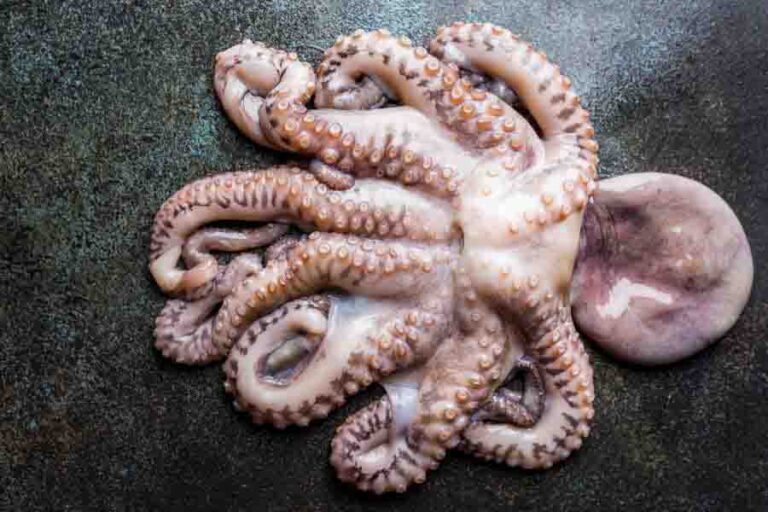Do Octopuses Have Bones? The Internal Structure Of Octopuses