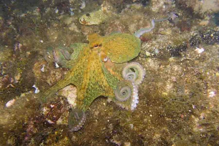 Do Octopuses Have Bones? The Internal Structure Of Octopuses