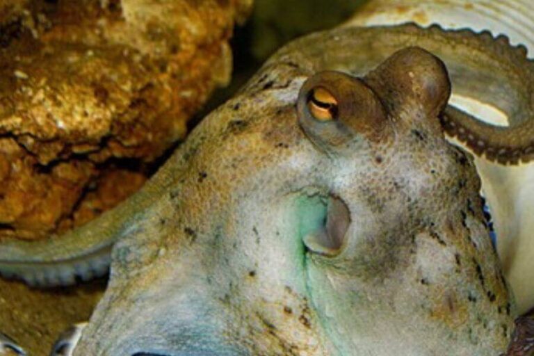 Do Octopuses Have Bones? The Internal Structure Of Octopuses