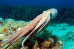 Do Octopuses Have Bones? The Internal Structure Of Octopuses
