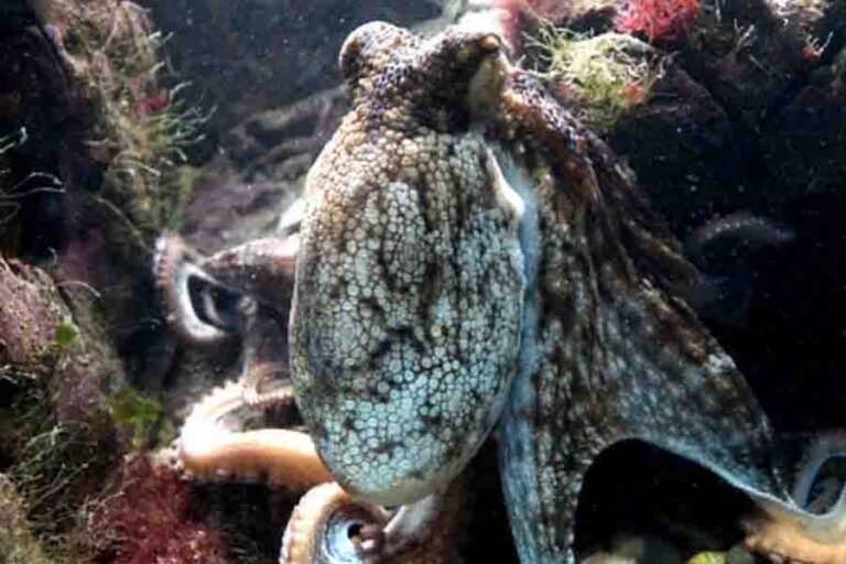 Do Octopuses Have Bones? The Internal Structure Of Octopuses
