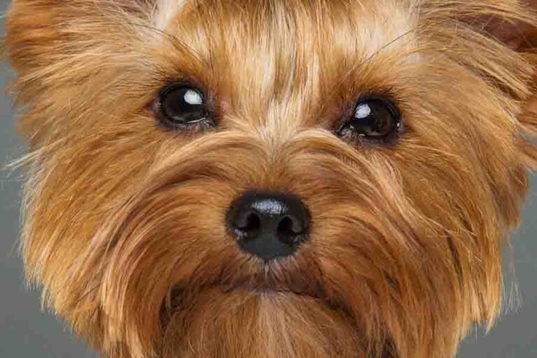 Yorkie Health Issues: 9 Genetic Disorders & 5 Common Health Problems ...